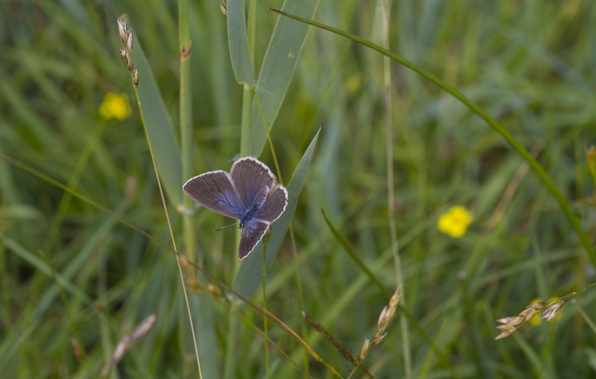 Maculinea alcon, Alcon Blue