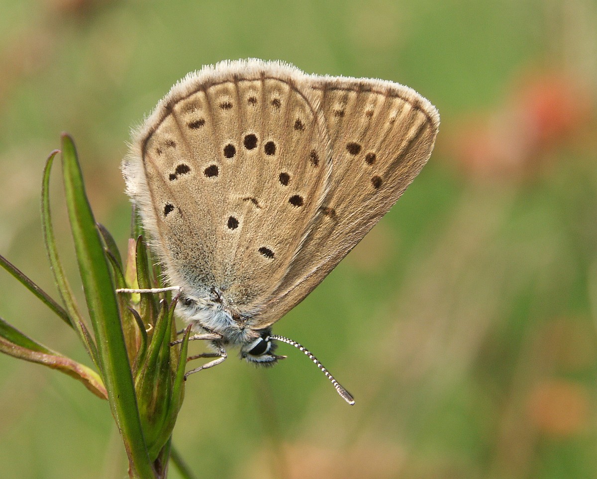 Maculinea alcon, Alcon Blue