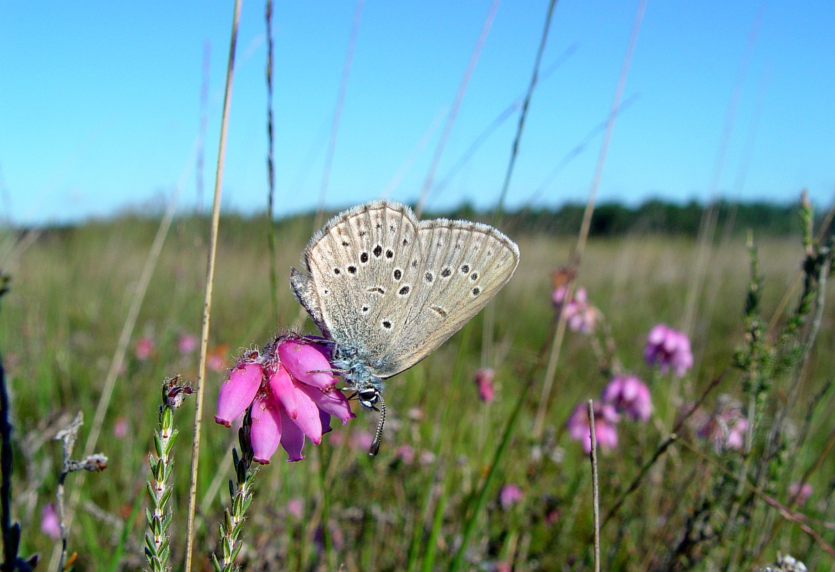 Maculinea alcon, Alcon Blue