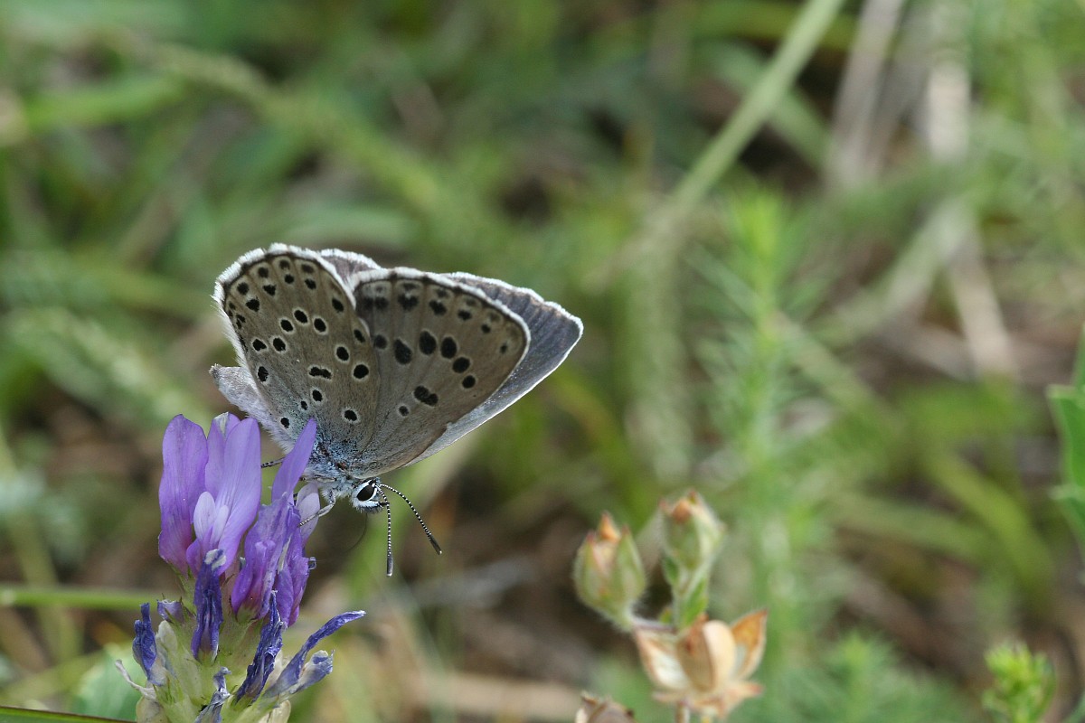 Maculinea arion, Large Blue