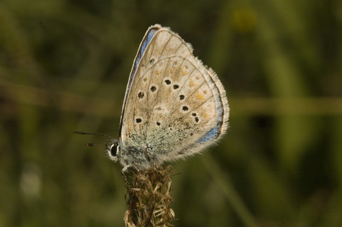 Maculinea rebeli, Mountain Alcon Blue