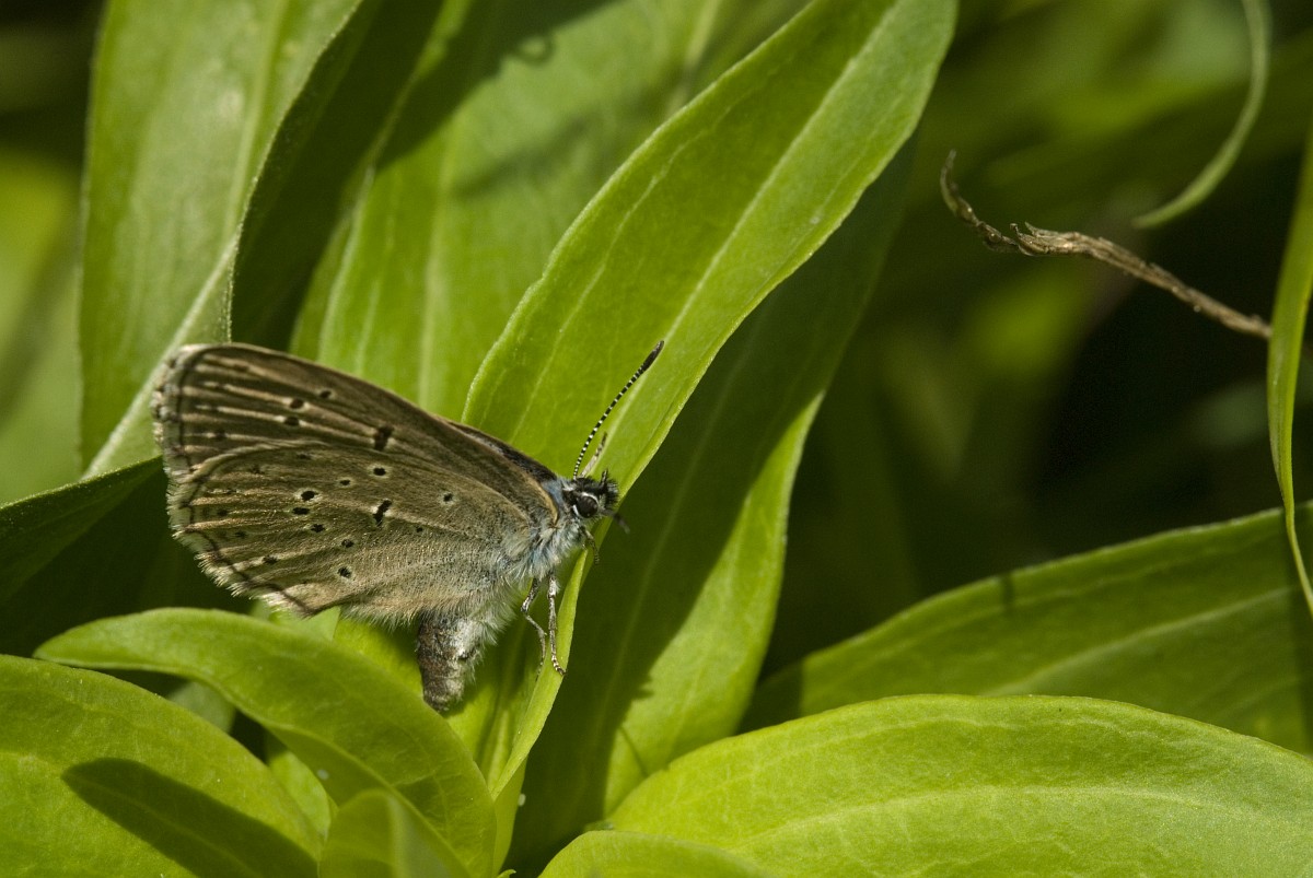 Maculinea rebeli, Mountain Alcon Blue