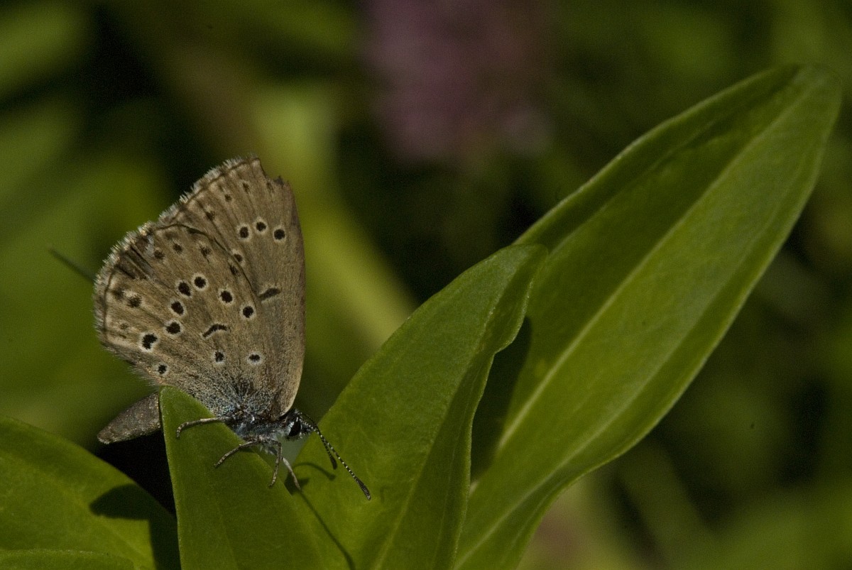 Maculinea rebeli, Mountain Alcon Blue