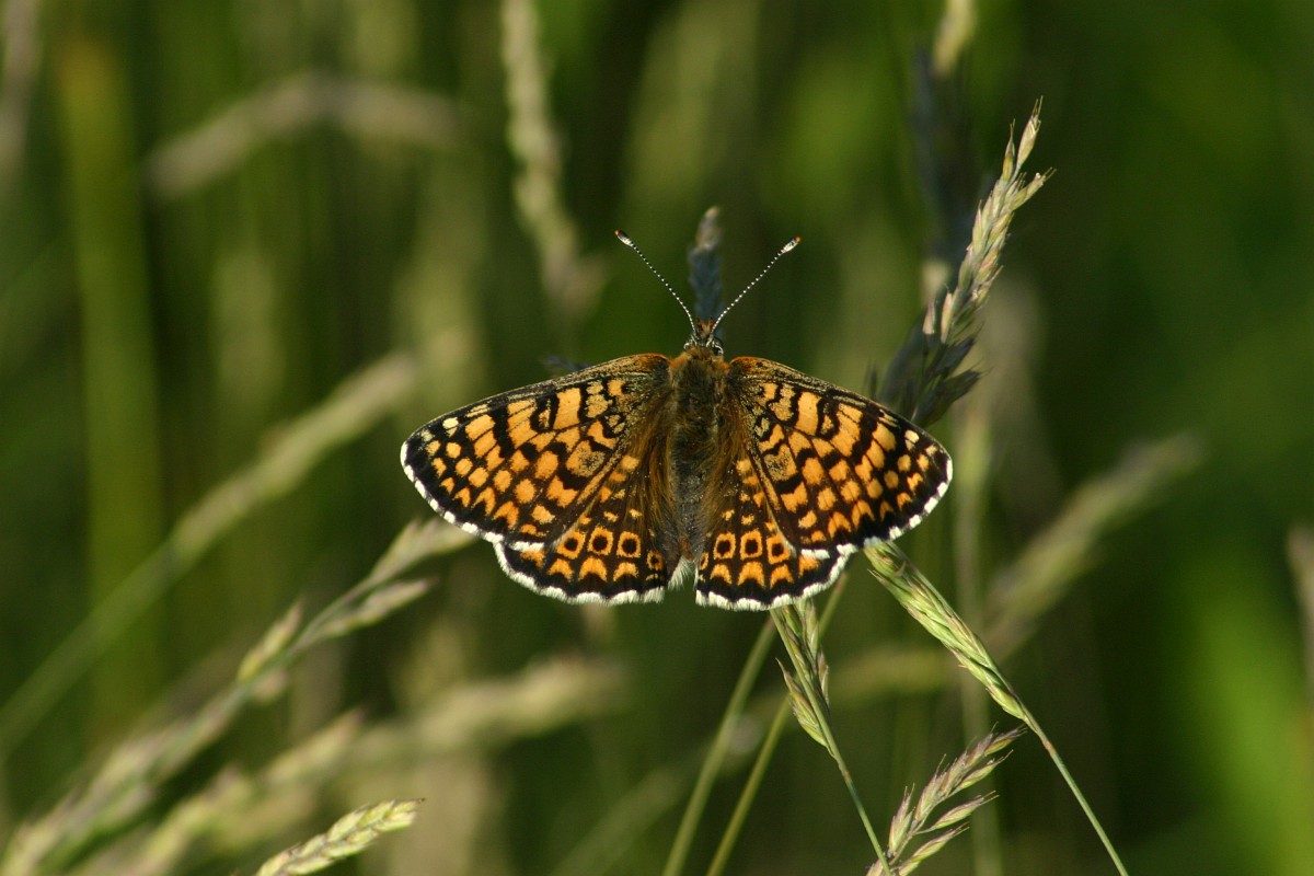 Melitaea cinxia, Glanville Fritillary