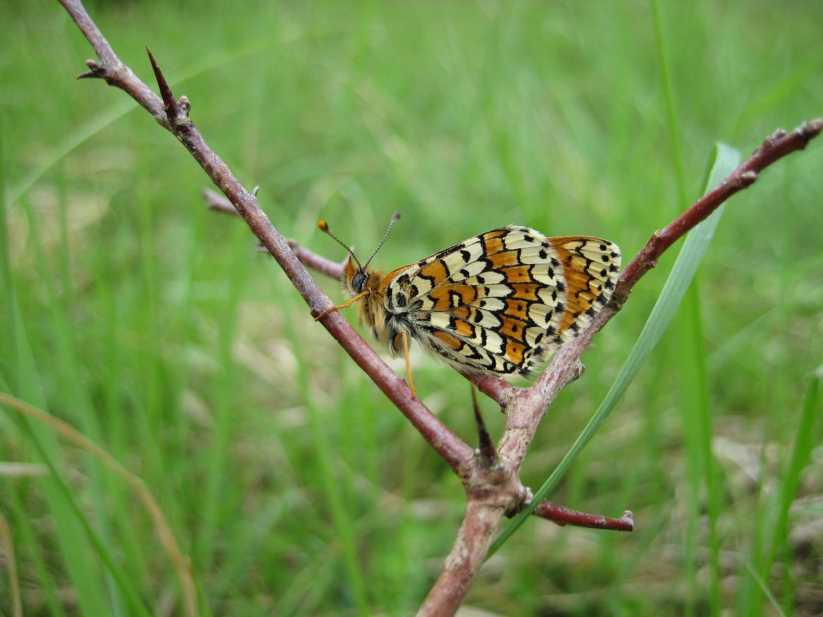 Melitaea cinxia, Glanville Fritillary