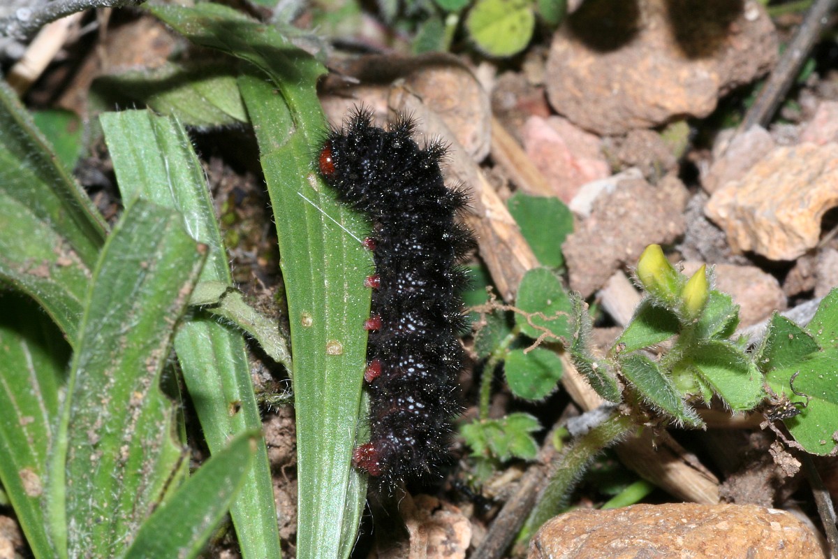 Melitaea cinxia, Glanville Fritillary
