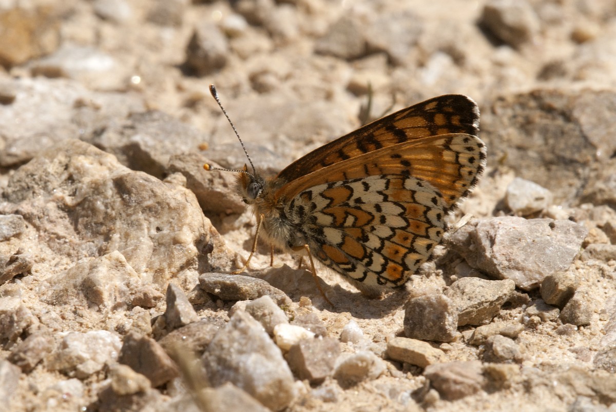 Melitaea cinxia, Glanville Fritillary