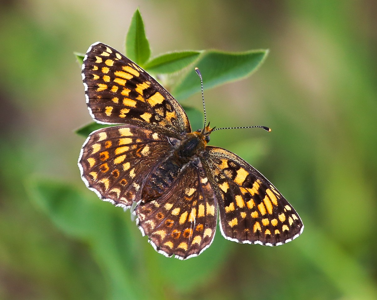 Melitaea cinxia, Glanville Fritillary