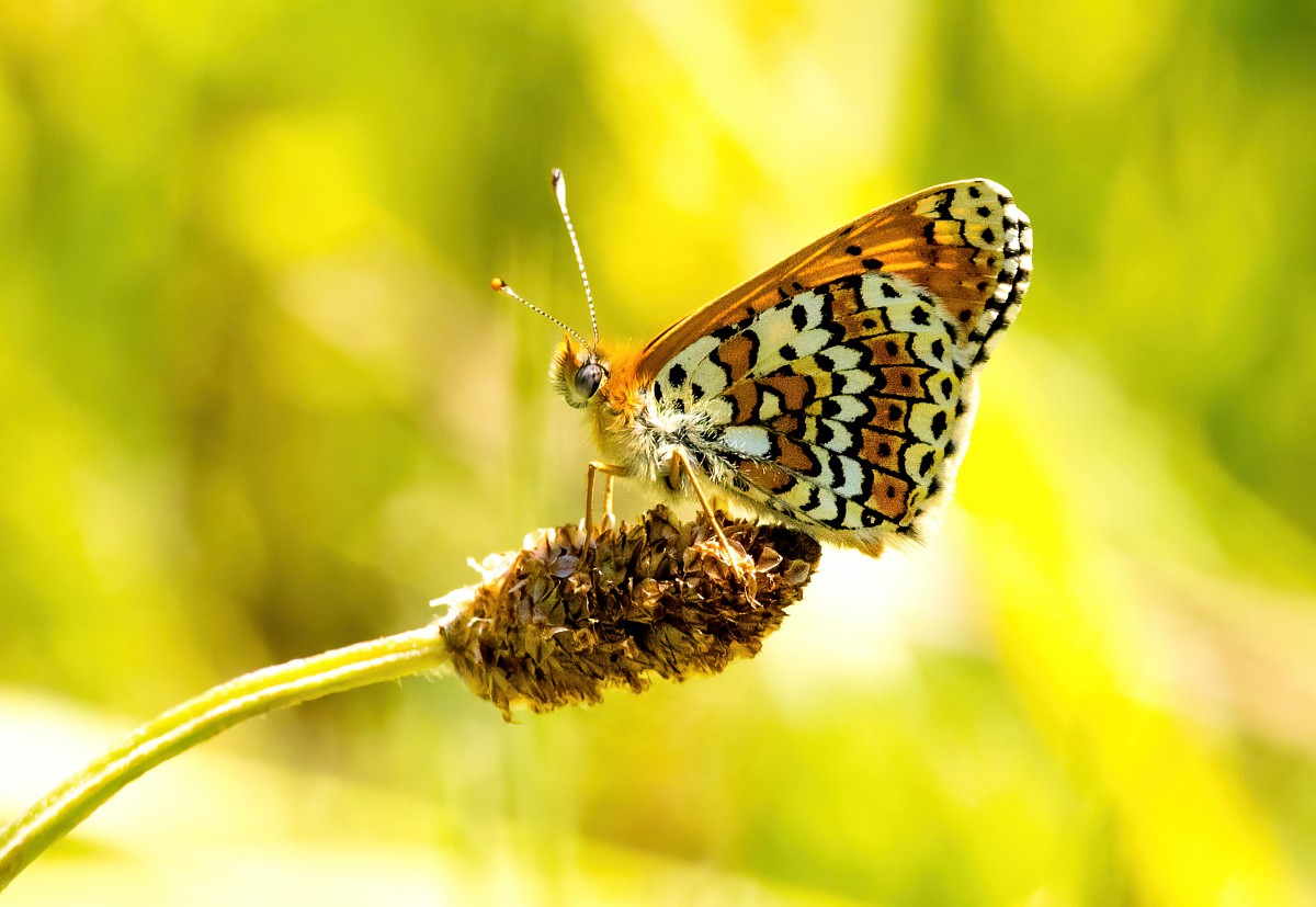 Melitaea cinxia, Glanville Fritillary
