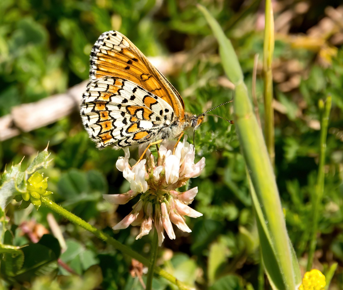Melitaea cinxia, Glanville Fritillary