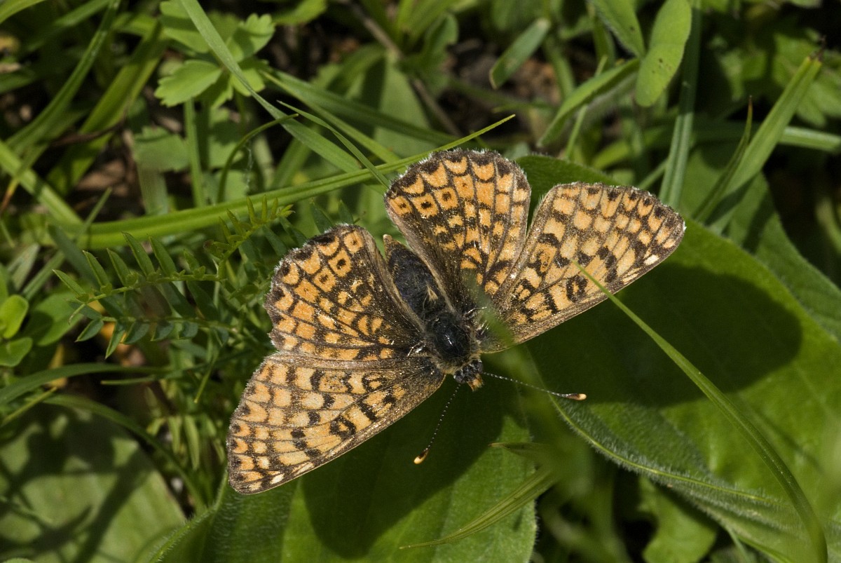 Melitaea cinxia, Glanville Fritillary
