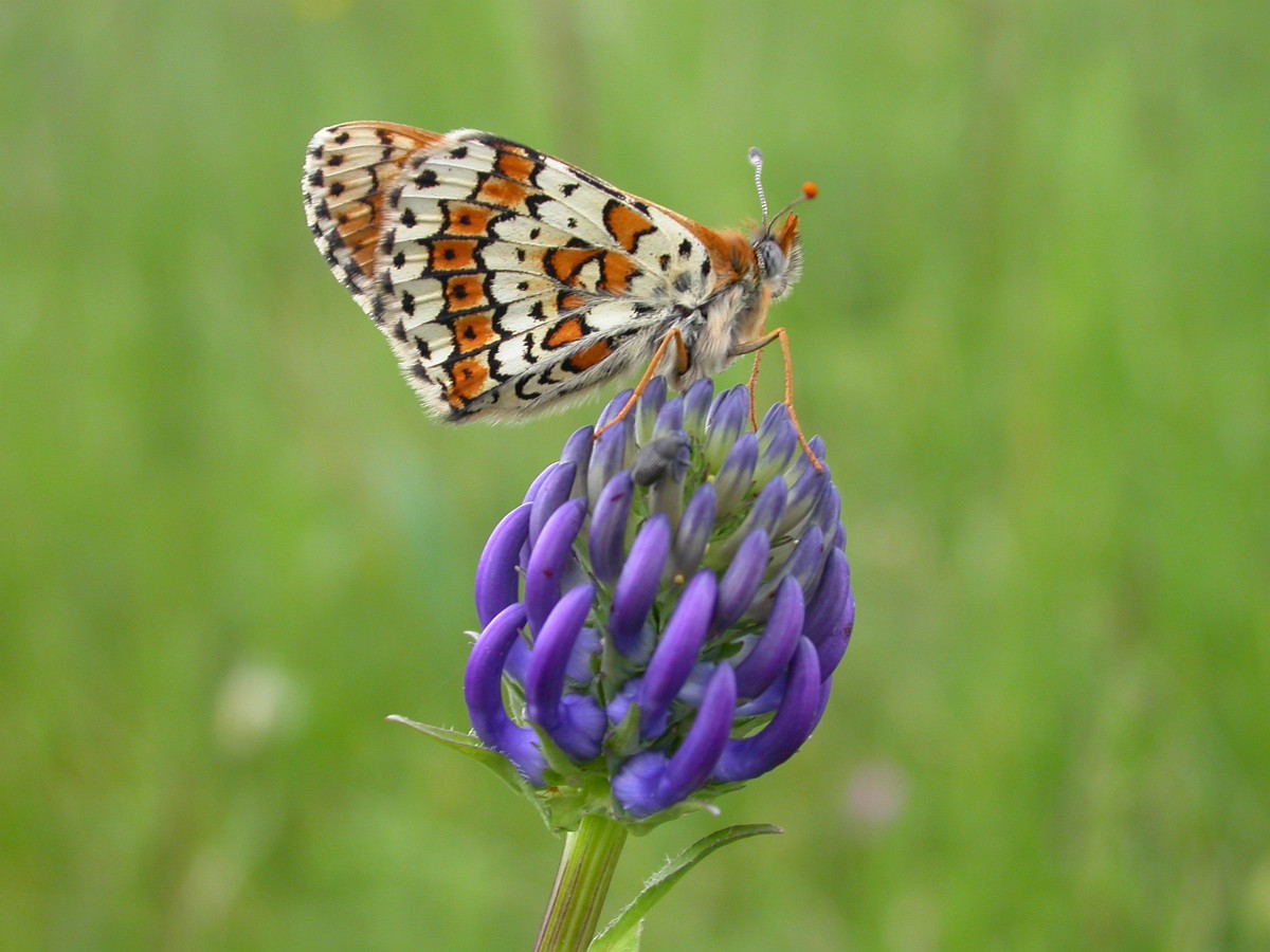 Melitaea cinxia, Glanville Fritillary