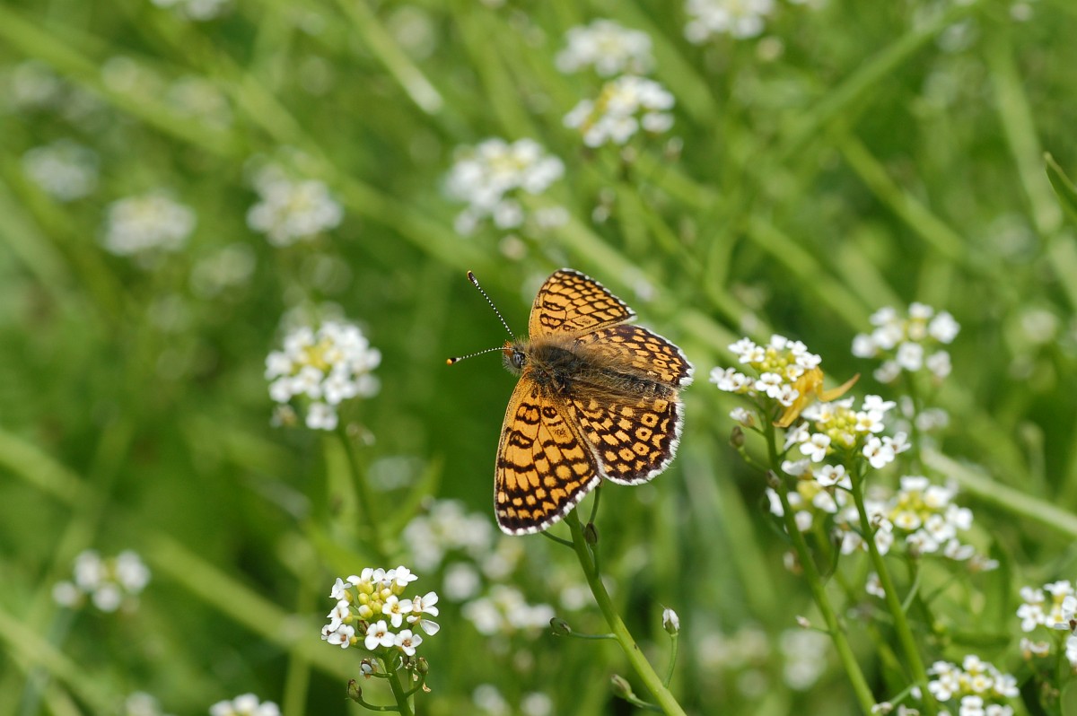 Melitaea cinxia, Glanville Fritillary