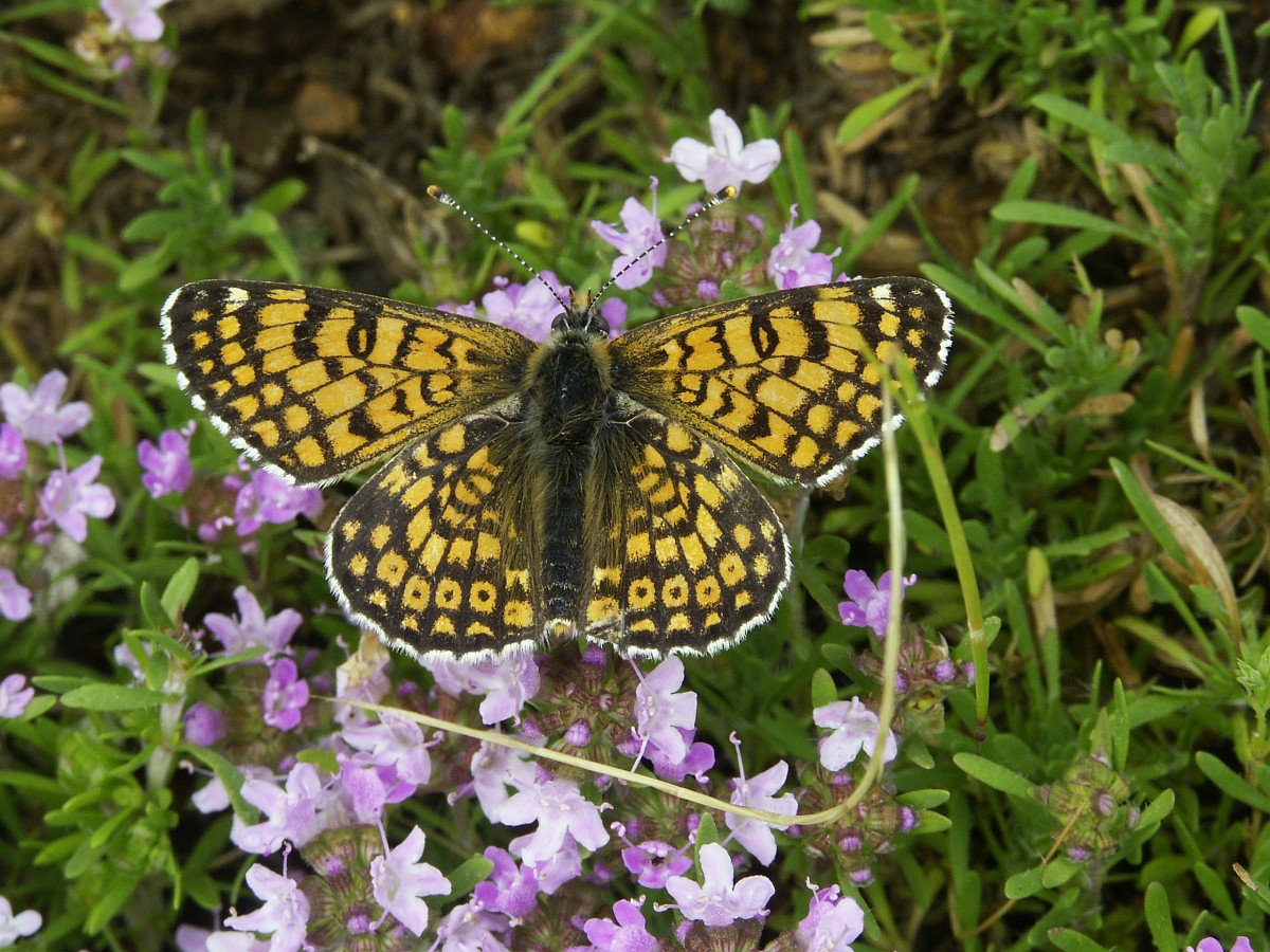 Melitaea cinxia, Glanville Fritillary