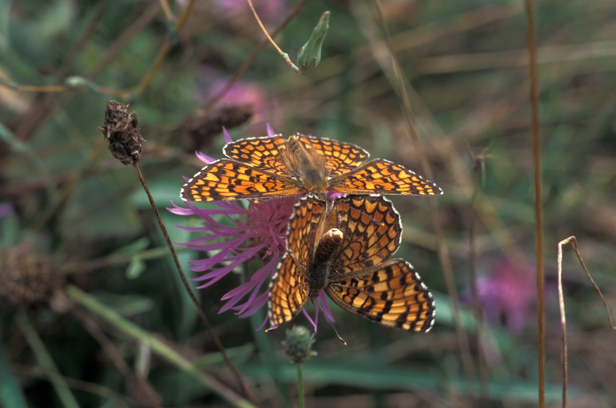 Melitaea phoebe, Knapweed Fritillary