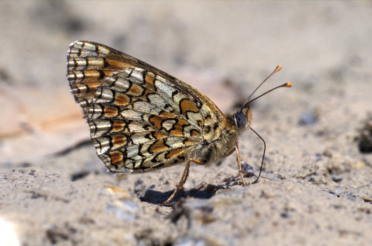 Melitaea phoebe, Knapweed Fritillary