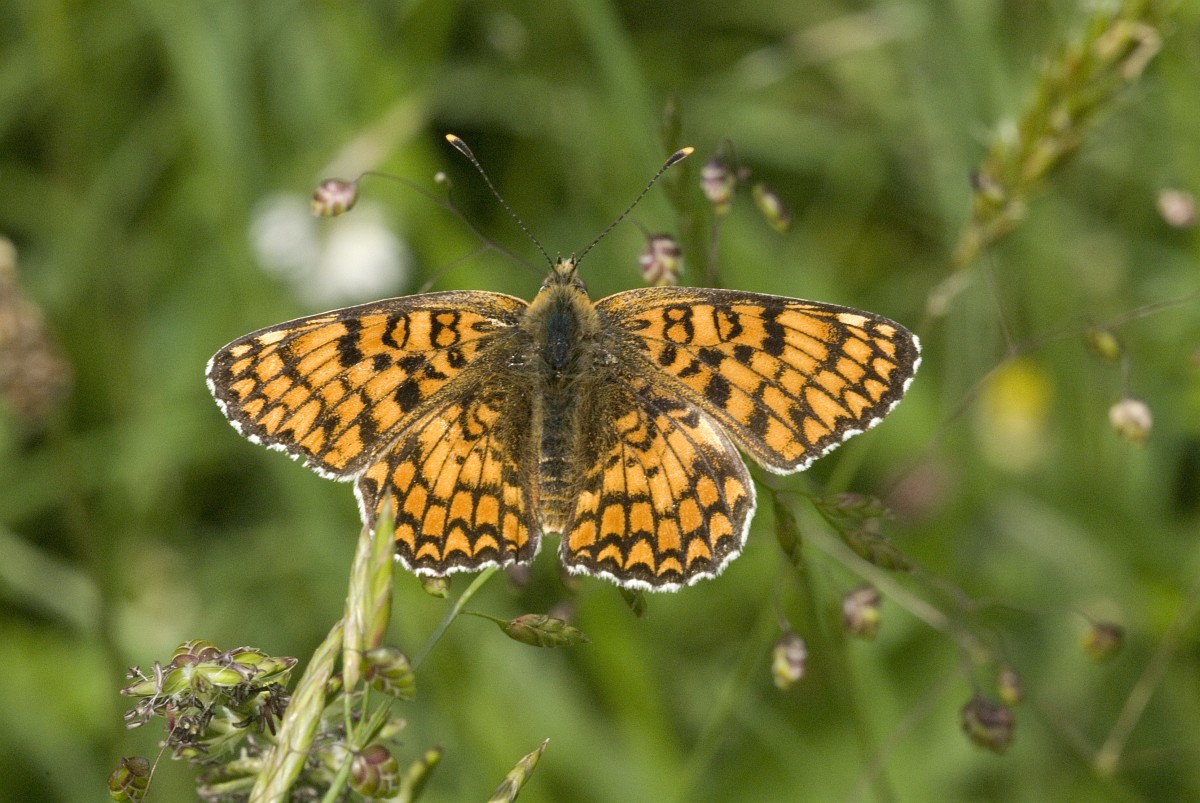 Melitaea phoebe, Knapweed Fritillary
