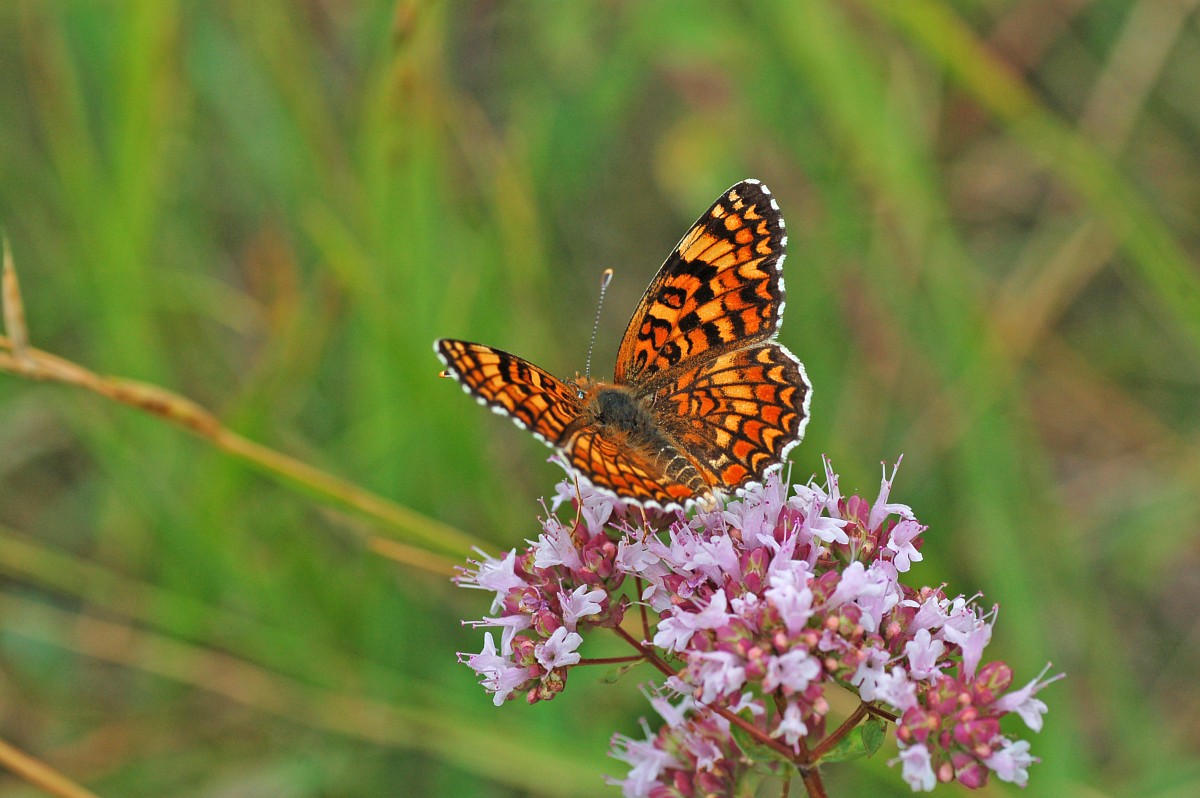 Melitaea phoebe, Knapweed Fritillary