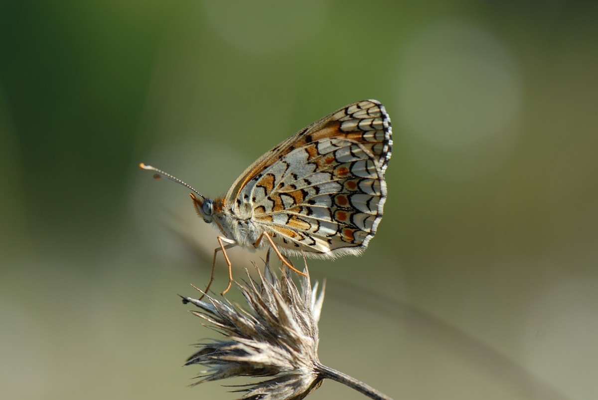 Melitaea phoebe, Knapweed Fritillary