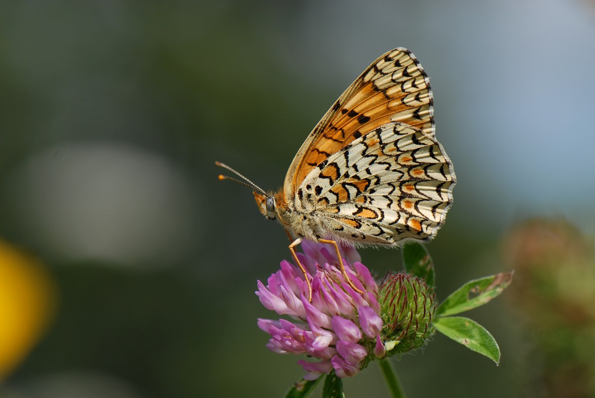 Melitaea phoebe, Knapweed Fritillary