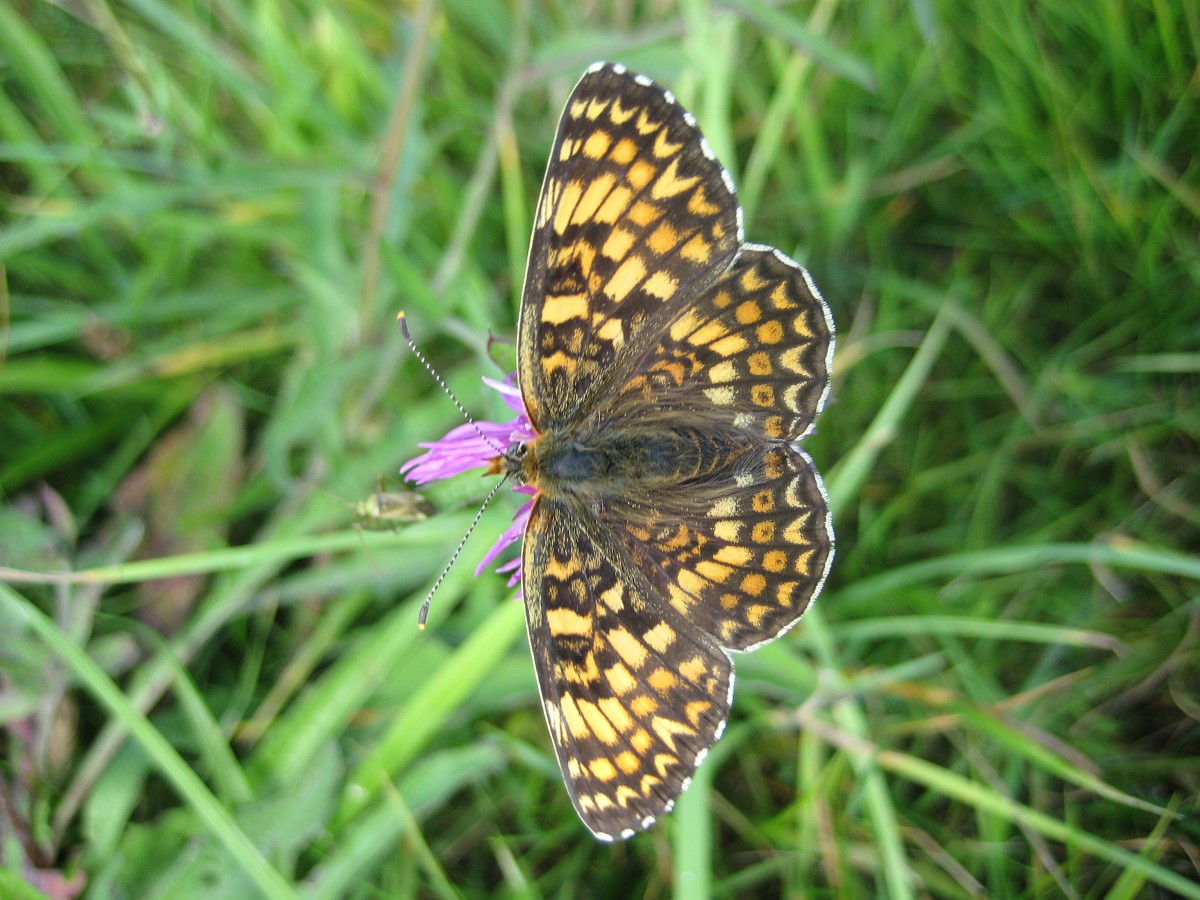 Melitaea phoebe, Knapweed Fritillary
