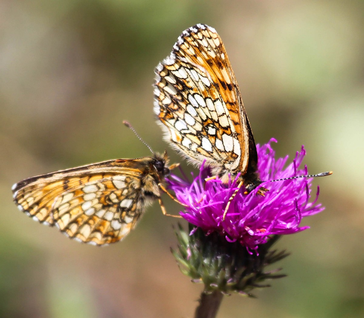 Melitaea phoebe, Knapweed Fritillary