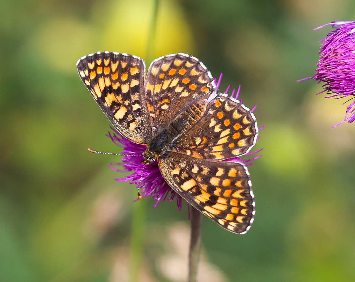 Melitaea phoebe, Knapweed Fritillary