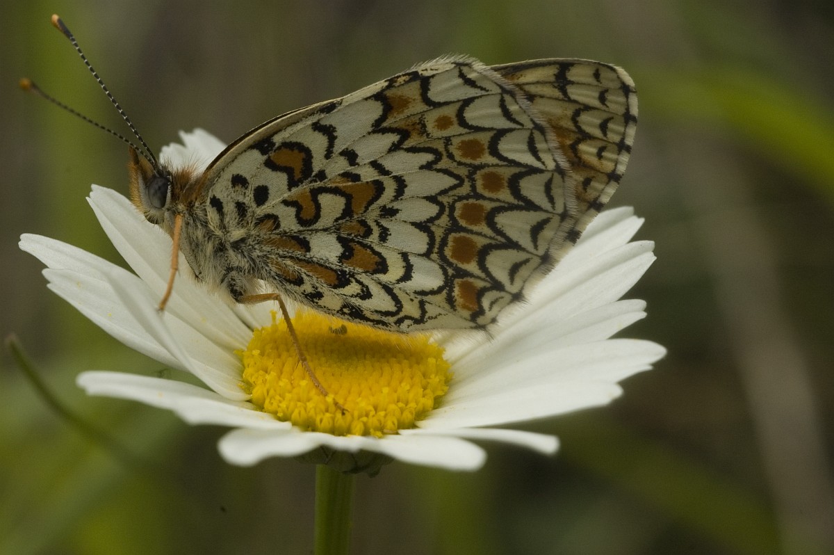 Melitaea phoebe, Knapweed Fritillary