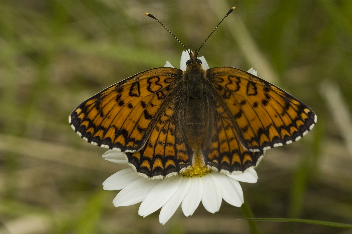 Melitaea phoebe, Knapweed Fritillary