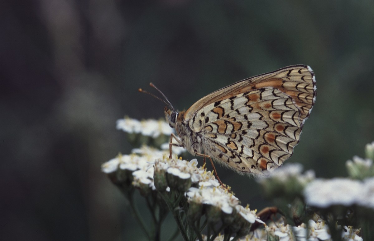 Melitaea phoebe, Knapweed Fritillary
