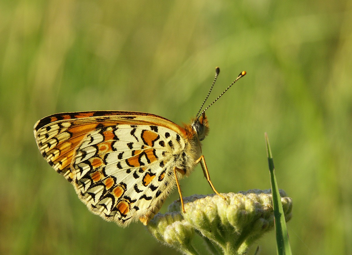 Melitaea phoebe, Knapweed Fritillary