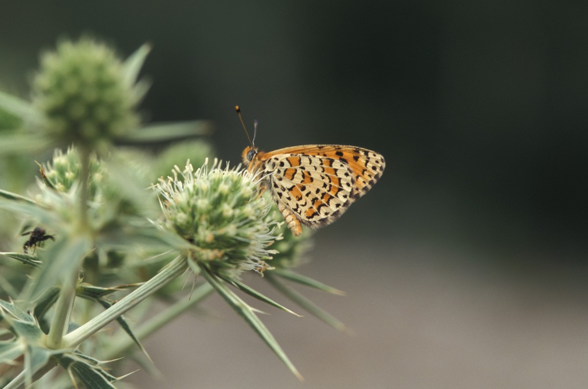Melitaea trivia, Lesser Spotted Fritillary