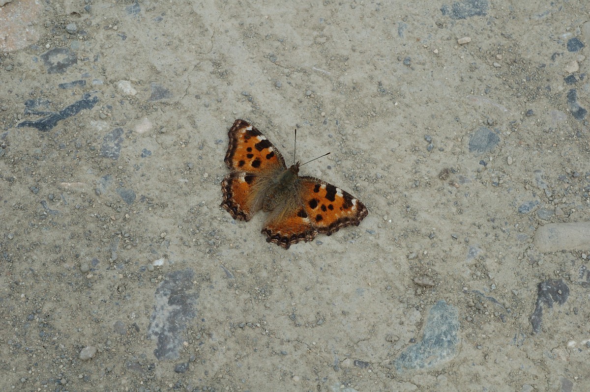 Nymphalis polychloros, Large Tortoiseshell