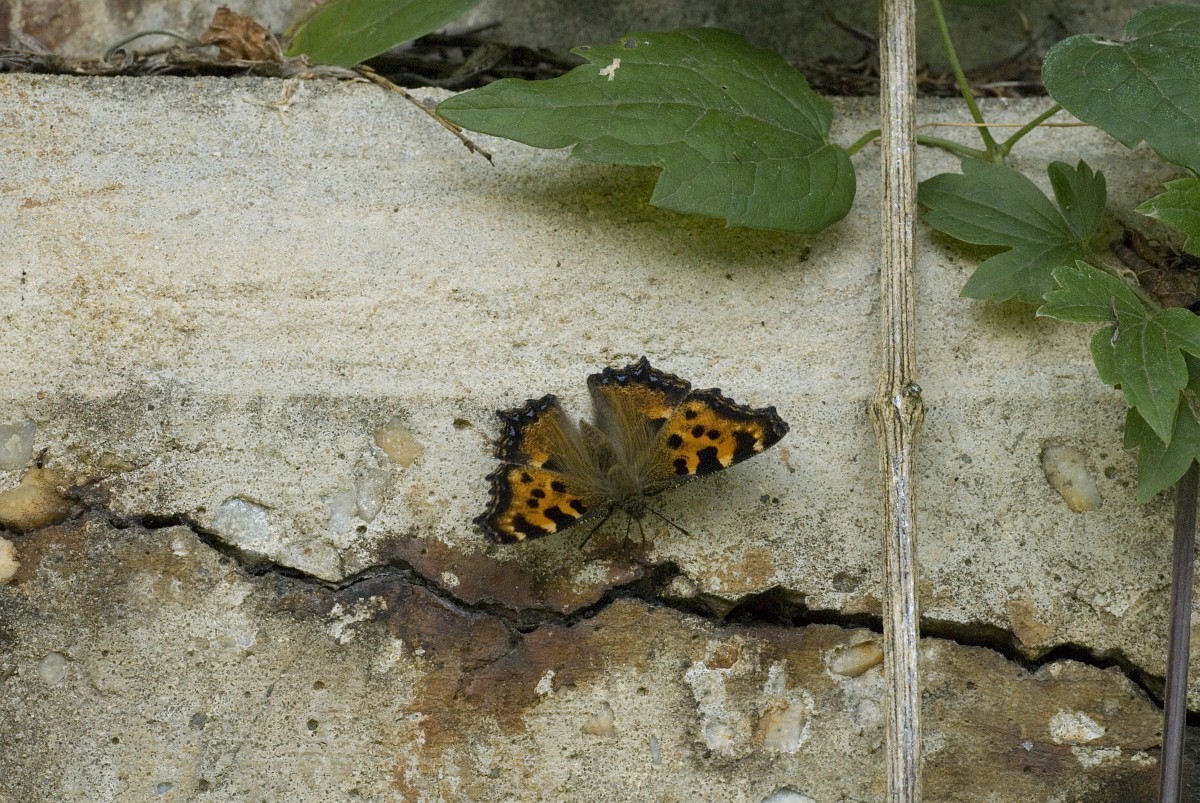 Nymphalis polychloros, Large Tortoiseshell