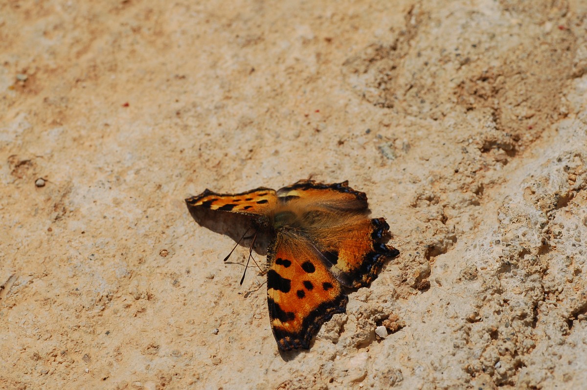 Nymphalis polychloros, Large Tortoiseshell