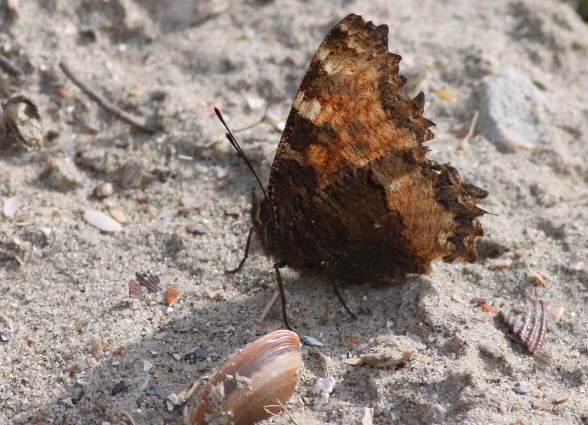 Nymphalis polychloros, Large Tortoiseshell