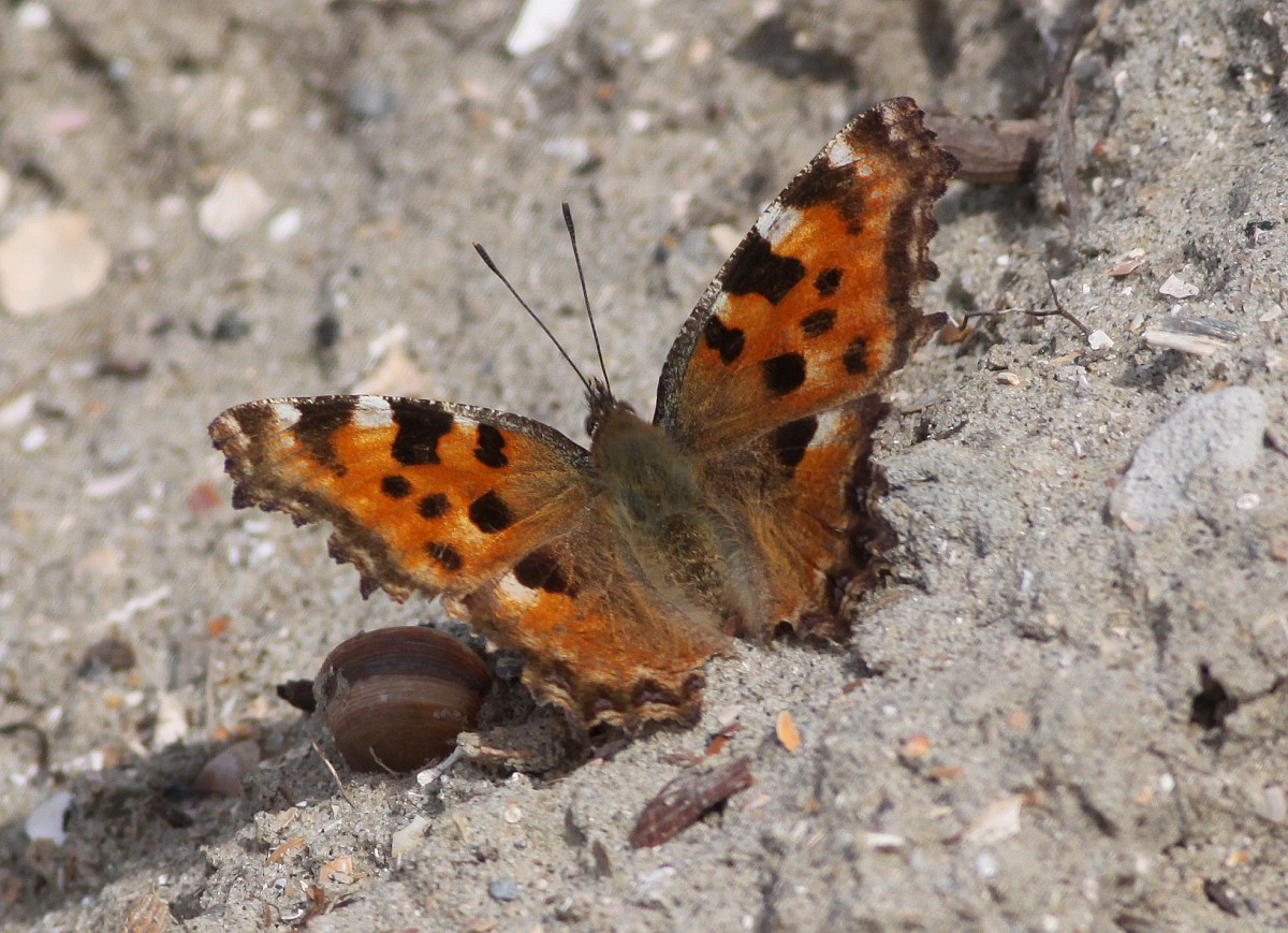 Nymphalis polychloros, Large Tortoiseshell