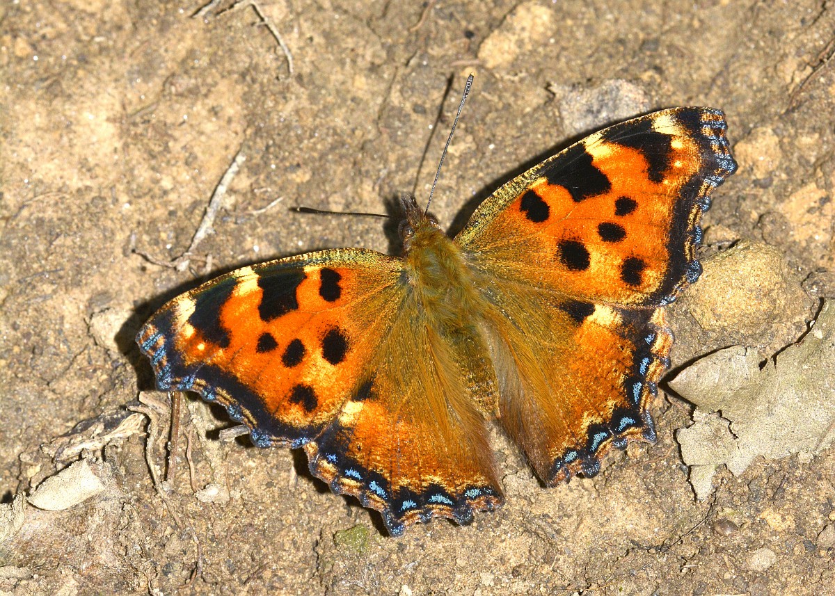 Nymphalis polychloros, Large Tortoiseshell