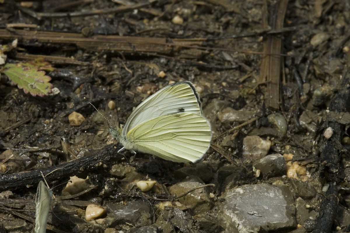 Pieris rapae, Small White