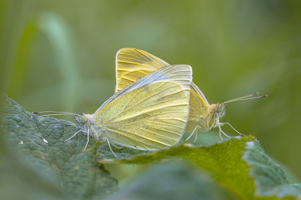 Pieris rapae, Small White