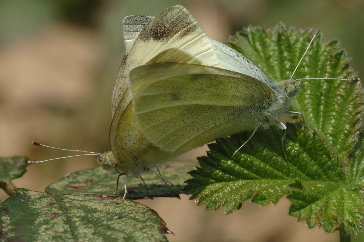 Pieris rapae, Small White