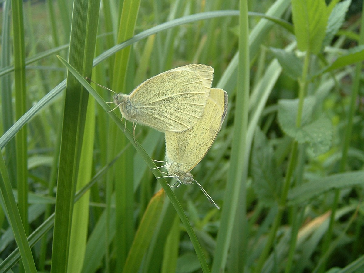 Pieris rapae, Small White
