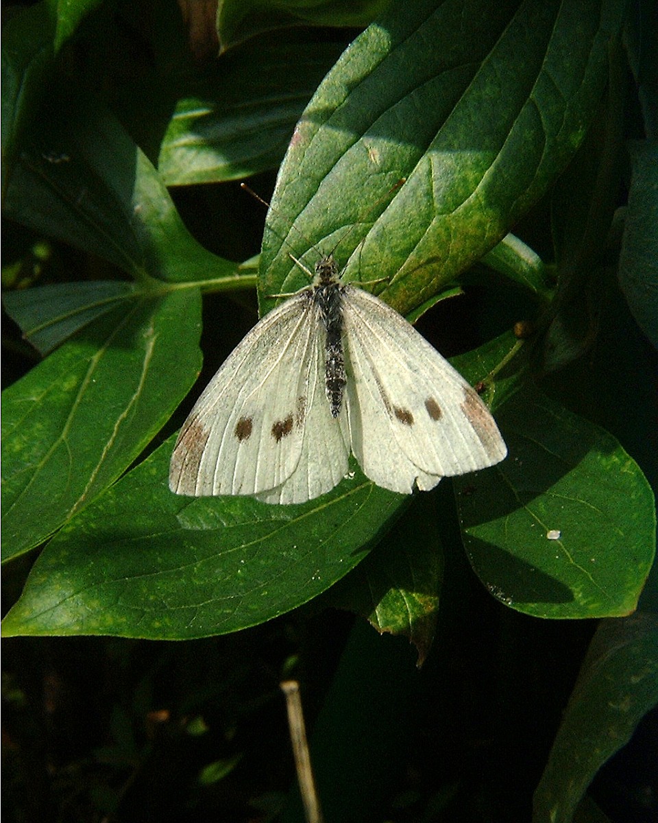 Pieris rapae, Small White
