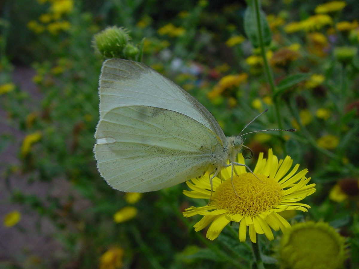Pieris rapae, Small White