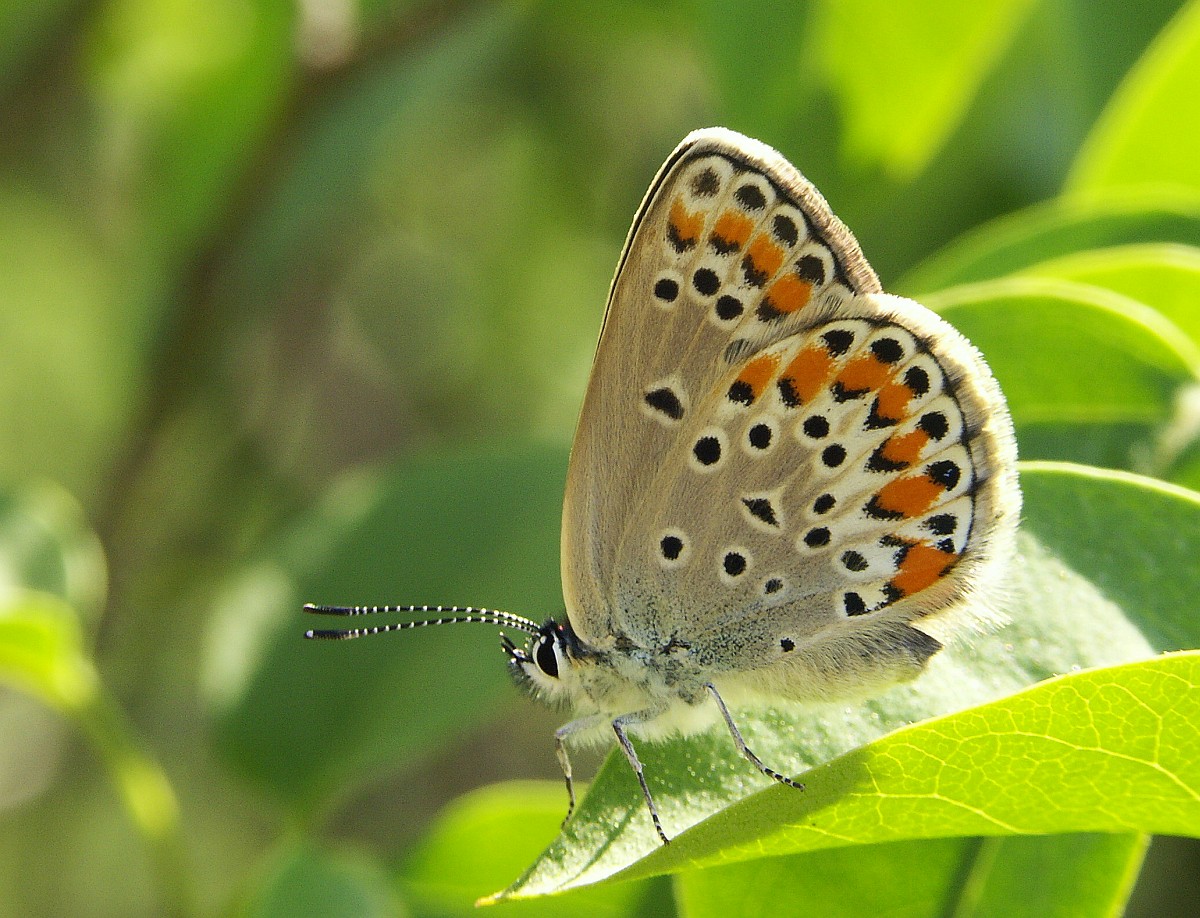 Plebeius pylaon, Zephyr Blue