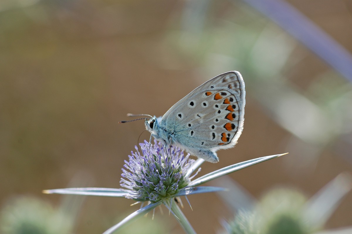 Plebeius pylaon, Zephyr Blue