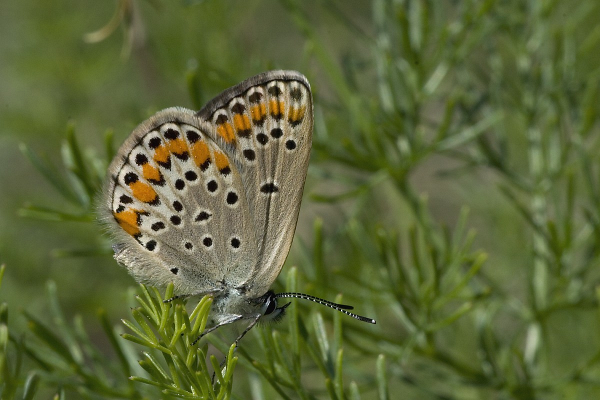 Plebeius pylaon, Zephyr Blue
