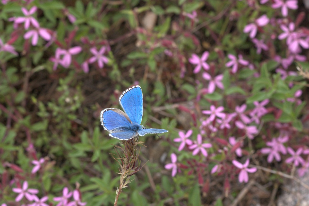 Polyommatus bellargus, Adonis Blue