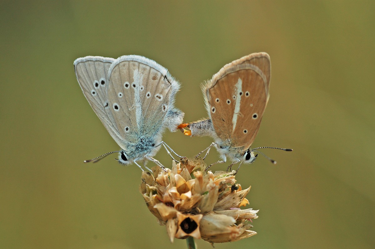 Polyommatus dolus, Furry Blue