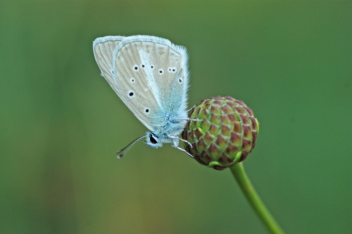 Polyommatus dolus, Furry Blue